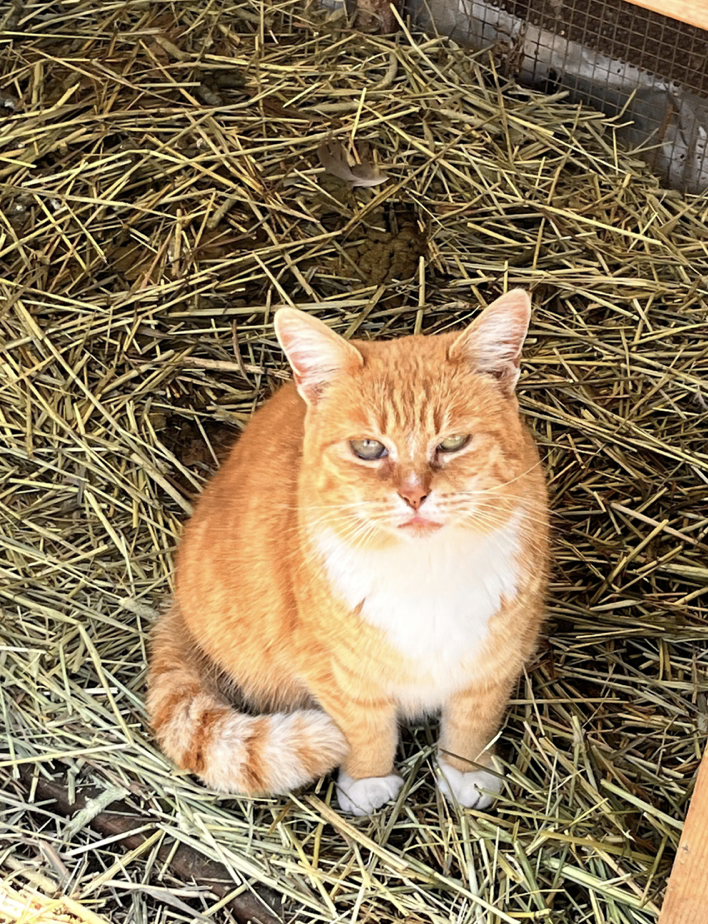 Sponsor a Cat | Wildlife Freedom Foundation