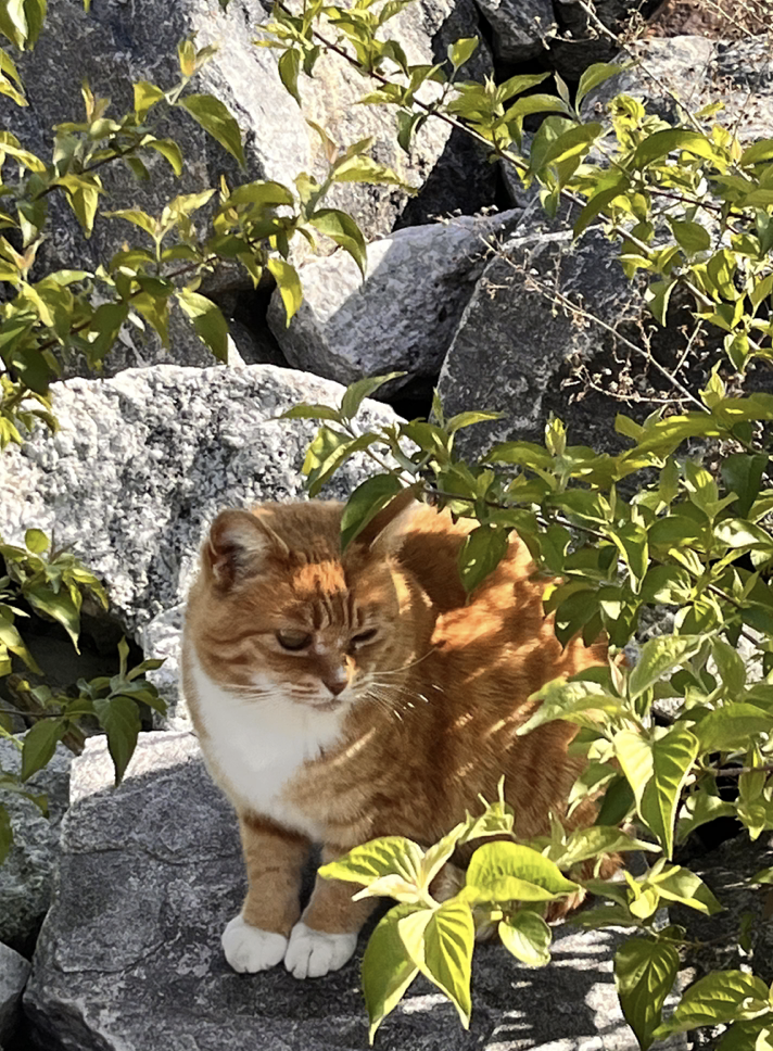 Sponsor a Cat | Wildlife Freedom Foundation