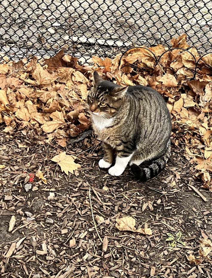 Sponsor a Cat | Wildlife Freedom Foundation