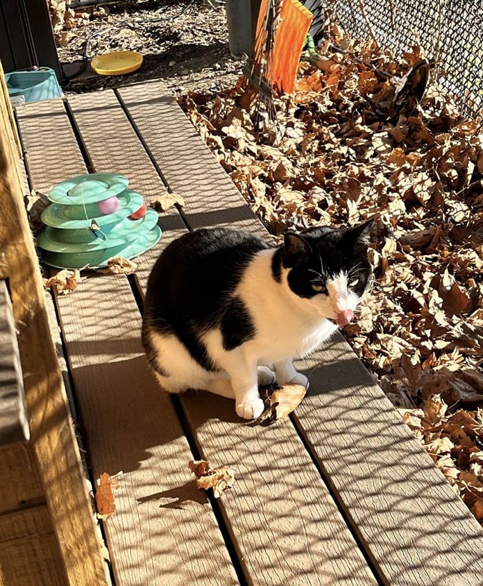 Sponsor a Cat | Wildlife Freedom Foundation