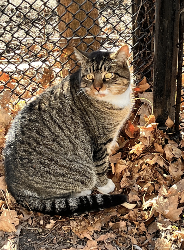 Sponsor a Cat | Wildlife Freedom Foundation