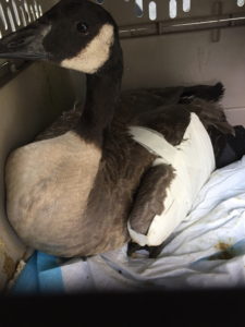 Rehabilitating Wildlife | Wildlife Freedom Foundation