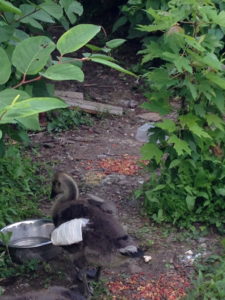 Rehabilitating Wildlife | Wildlife Freedom Foundation