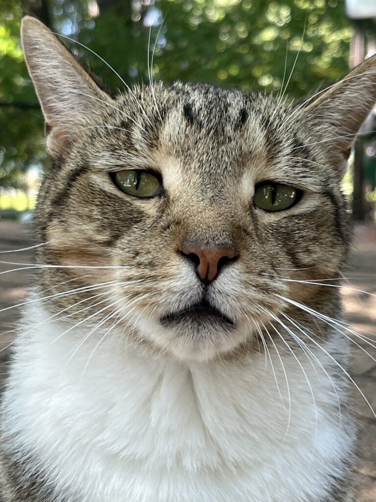 Sponsor a Cat | Wildlife Freedom Foundation