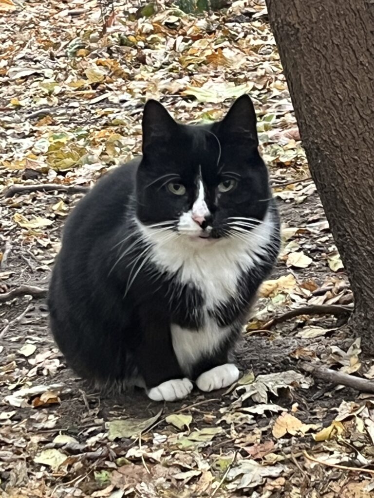 Sponsor a Cat | Wildlife Freedom Foundation