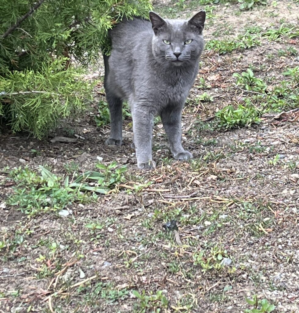 Sponsor a Cat | Wildlife Freedom Foundation