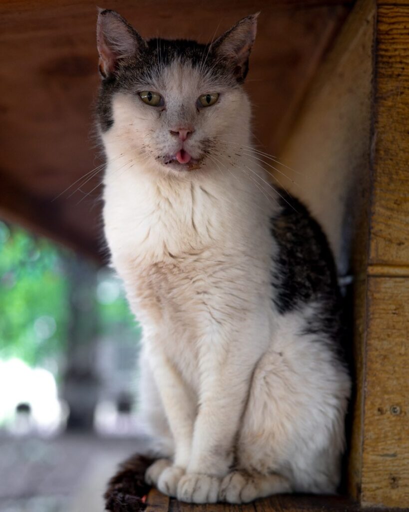 Sponsor a Cat | Wildlife Freedom Foundation